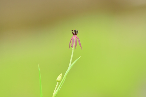 Iphigenia magnifica · iNaturalist