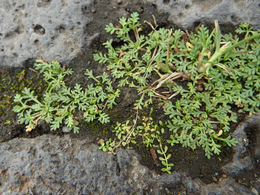 Soliva stolonifera (Tenerife Asterales) · iNaturalist