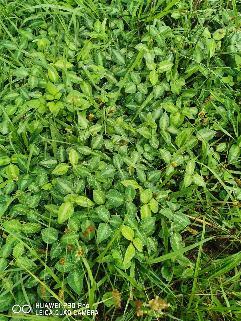 Silverleaf Desmodium from Mbombela, South Africa on December 10, 2019 ...