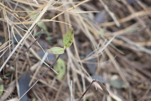 Northern Maritime Marsh-Elder (Subspecies Iva frutescens oraria ...