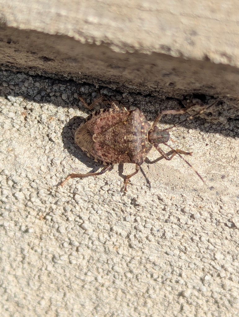 Brown Marmorated Stink Bug from Windsor Locks, CT, USA on October 4 ...