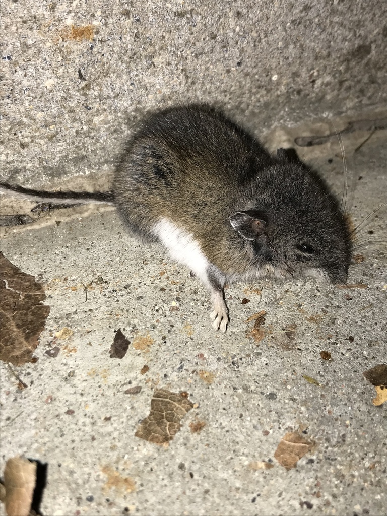 North American Deer Mice from Saddle Wood Dr, Eagan, MN, US on December ...