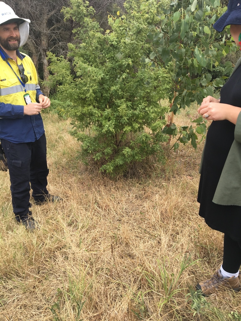 Downy Wattle from Main Avenue, Lidcombe, NSW, AU on December 11, 2019 ...