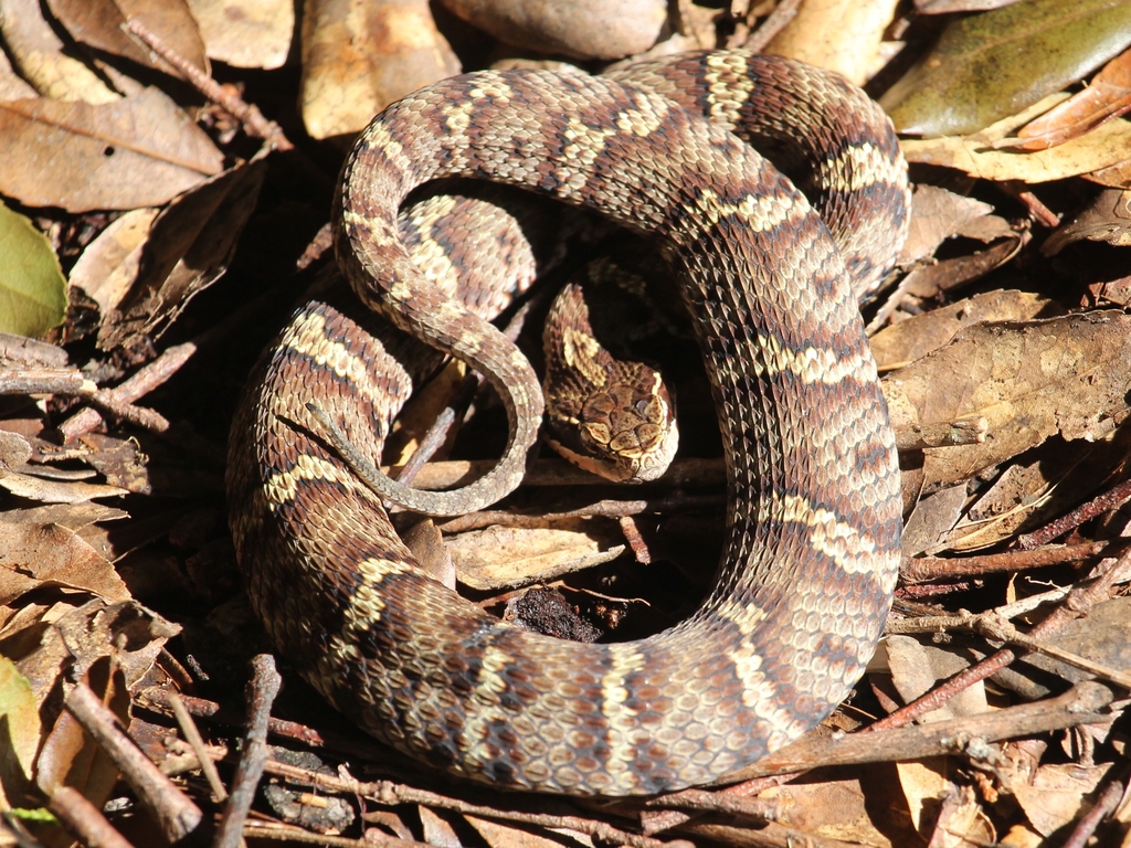 Short-tailed Mamushi (Gloydius blomhoffii) - Snakes and Lizards
