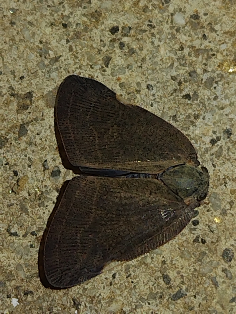 Pochazia shantungensis from 日本、〒206-0015 東京都多摩市落川1248−1 on October 9 ...