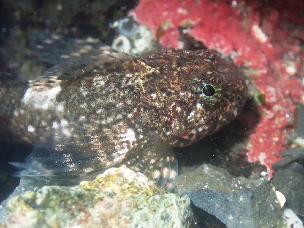Mosshead Sculpin from Trinidad, CA 95570, USA on October 7, 2025 at 03: ...