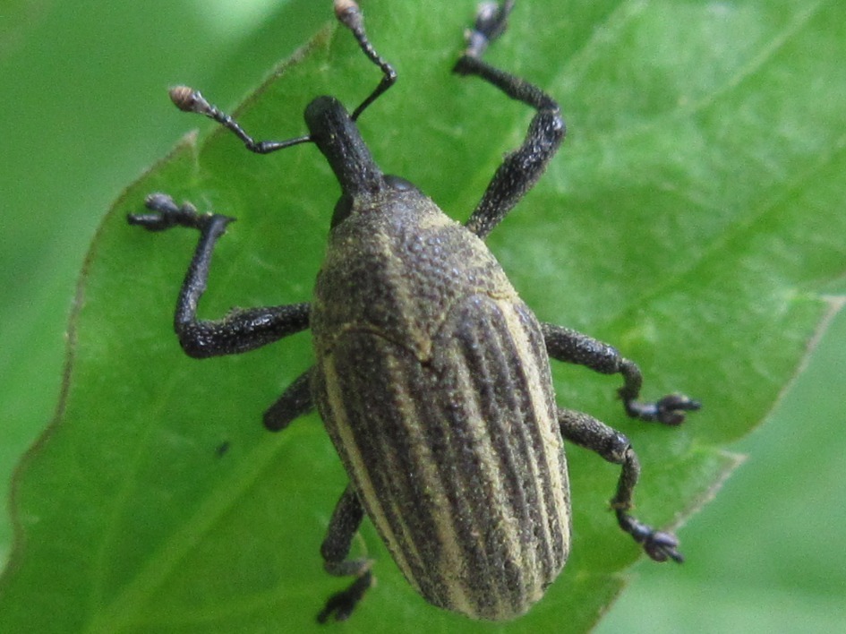 Sternuchopsis waltoni (Boheman, 1844)
