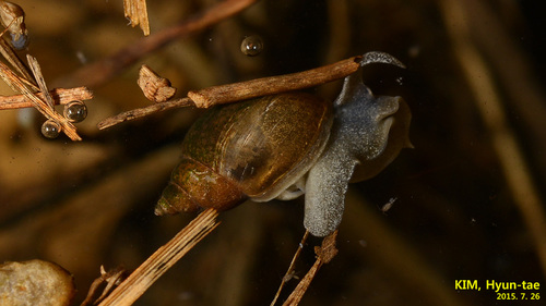 Litiopa nipponica · iNaturalist