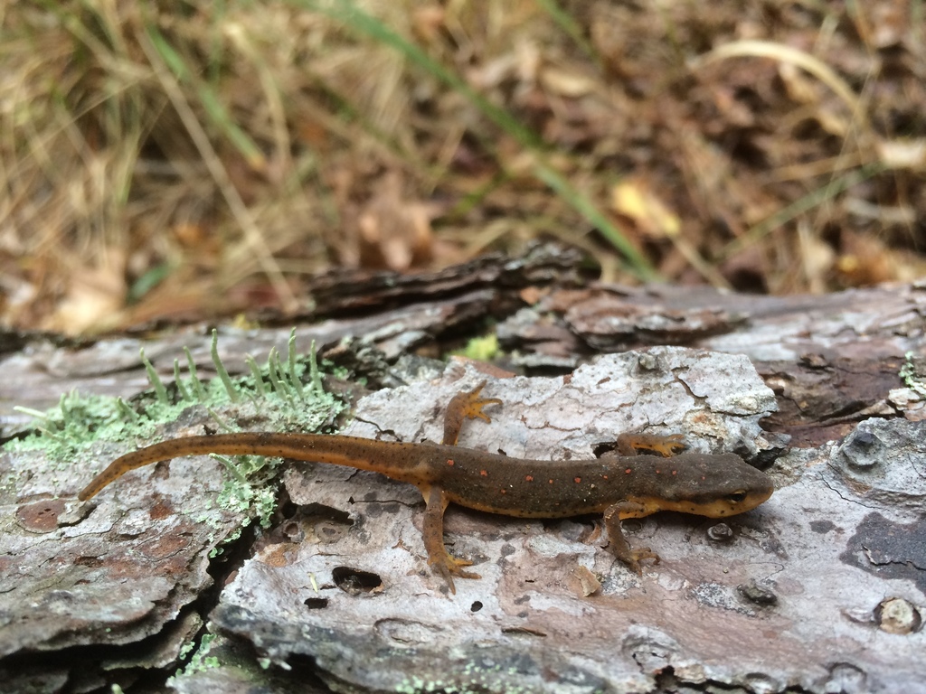 Central Newt in November 2019 by James Jeffery · iNaturalist
