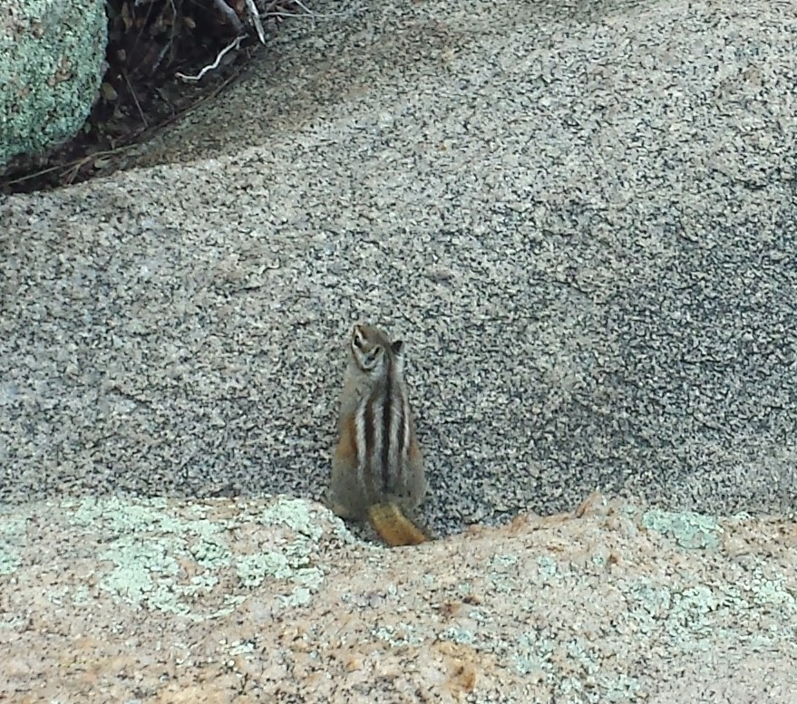 Organ Mountains Chipmunk (Neotamias quadrivittatus australis) - Know ...