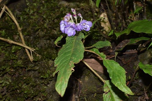 Paraboea sinensis · iNaturalist United Kingdom