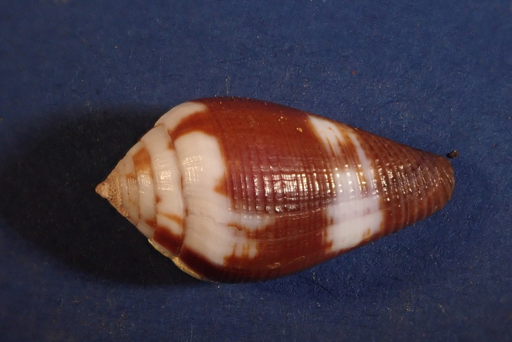 leaden cone from Philippines on January 1, 1977 at 05:46 PM by Donna ...