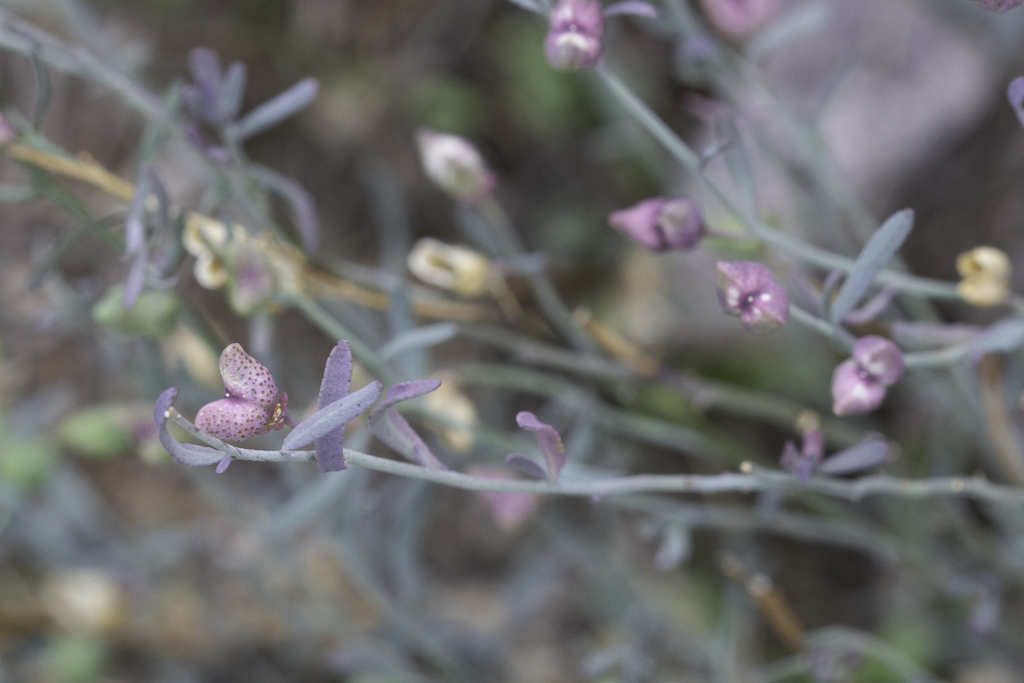 Dutchman's britches from Pima County, AZ, USA on November 28, 2019 at ...