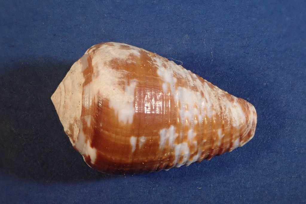 Cat Cone from Samar Island, Philippines on September 1, 1977 at 05:46 ...