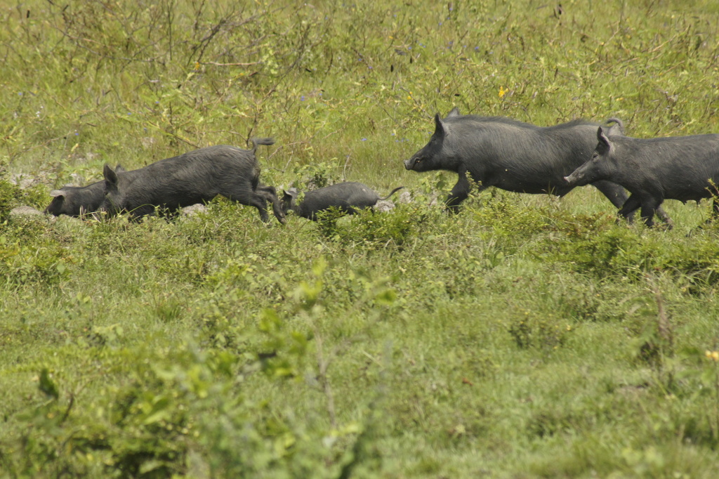 Domestic Pig from Hato Corozal, Casanare, Colombia on December 3, 2019 ...
