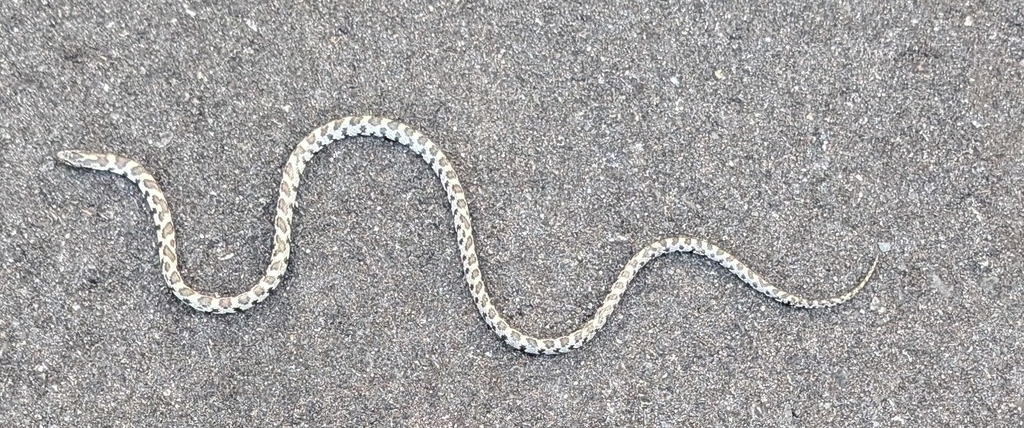 Short-tailed Snake in October 2025 by Alice Herden. A friend of mine ...