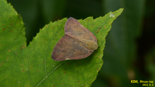 Ricania shantungensis · iNaturalist