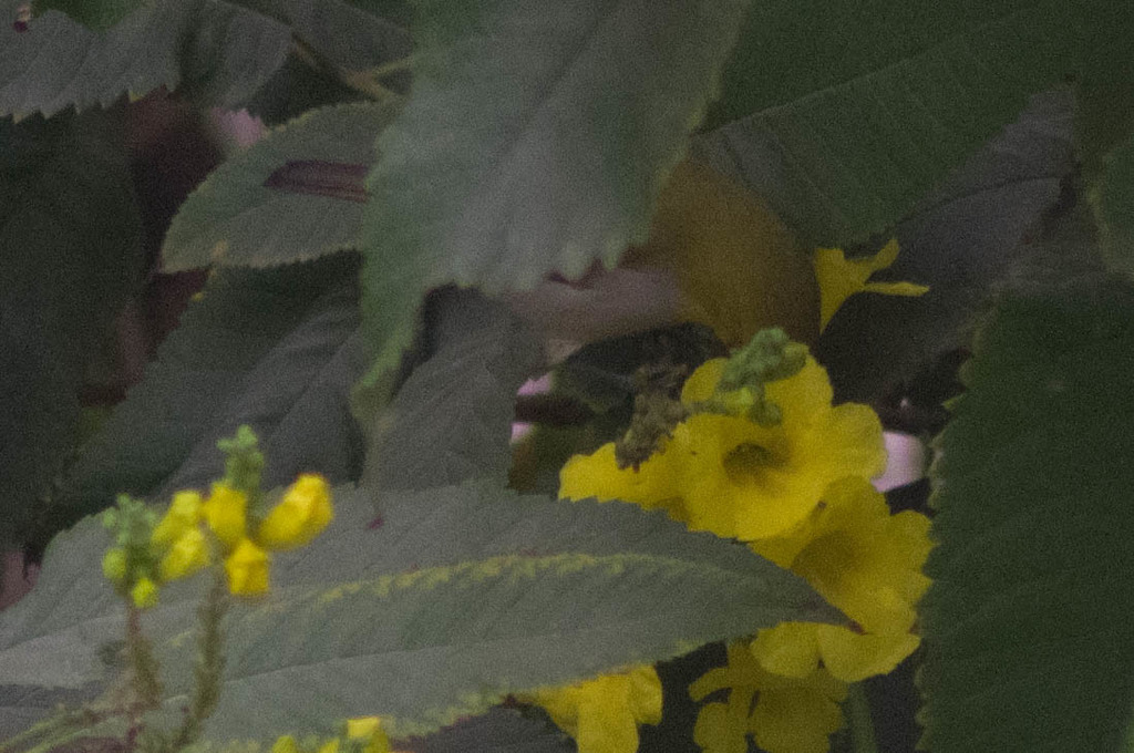 Indian White-eye from Basai Khurd, Tajganj, Agra, Uttar Pradesh, India ...