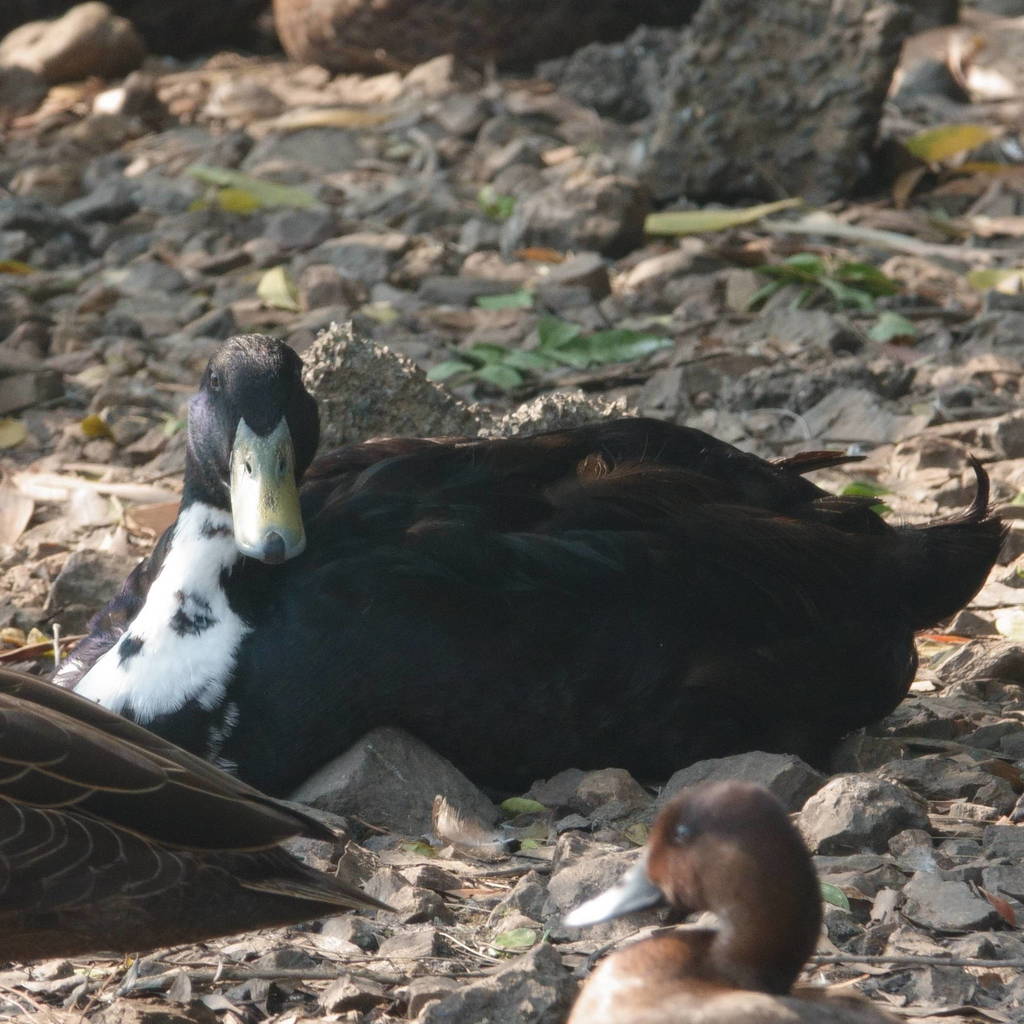 Domestic Mallard from Brisbane QLD, Australia on December 9, 2019 at 03 ...