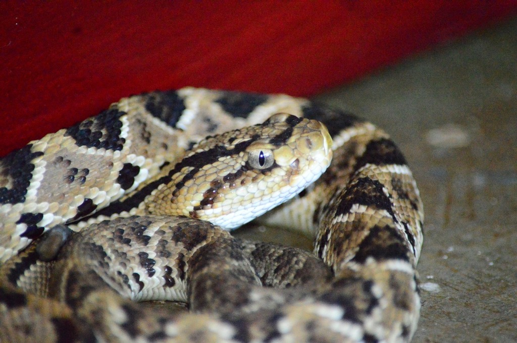 Central American Rattlesnake from Provincia de Guanacaste, Costa Rica ...