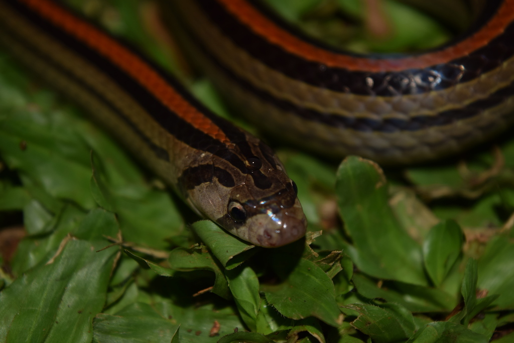 Kukri Snakes (Oligodon) - Snakes and Lizards