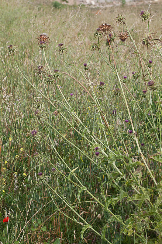 milk thistle from Province of Sassari, Italy on May 29, 2010 at 03:47 ...
