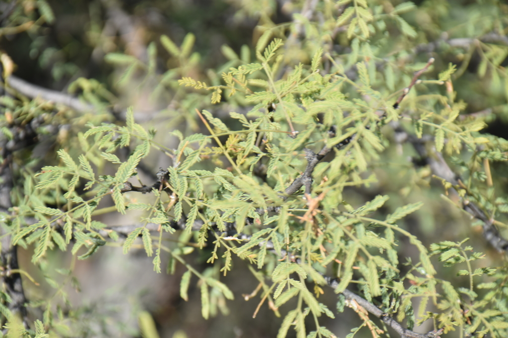 whitethorn acacia (Darby Well Wash Species List) · iNaturalist