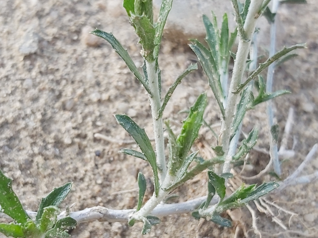 arfaj (Rhanterium epapposum) - Botanical Realm