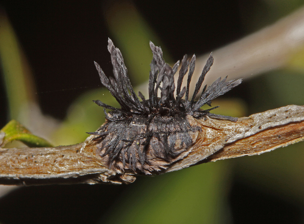 Septobasidium clelandii from Bellfield VIC 3381, Australia on October ...