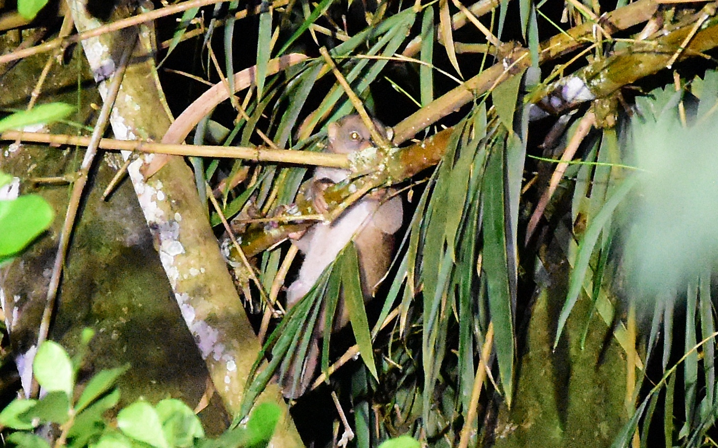 Perodicticus potto (Müller, 1766)