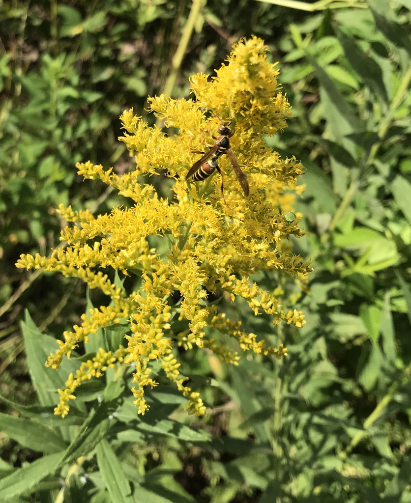 fuscatus-group Paper Wasps from Co. Rd. 275, Lauderdale County, AL, USA ...