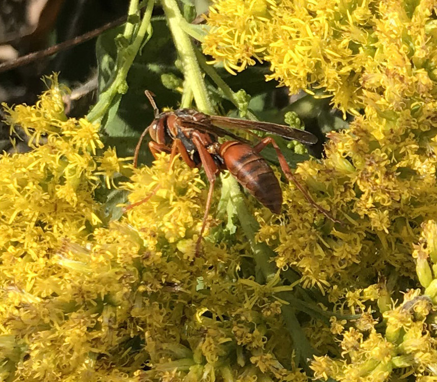 fuscatus-group Paper Wasps from Co. Rd. 275, Lauderdale County, AL, USA ...