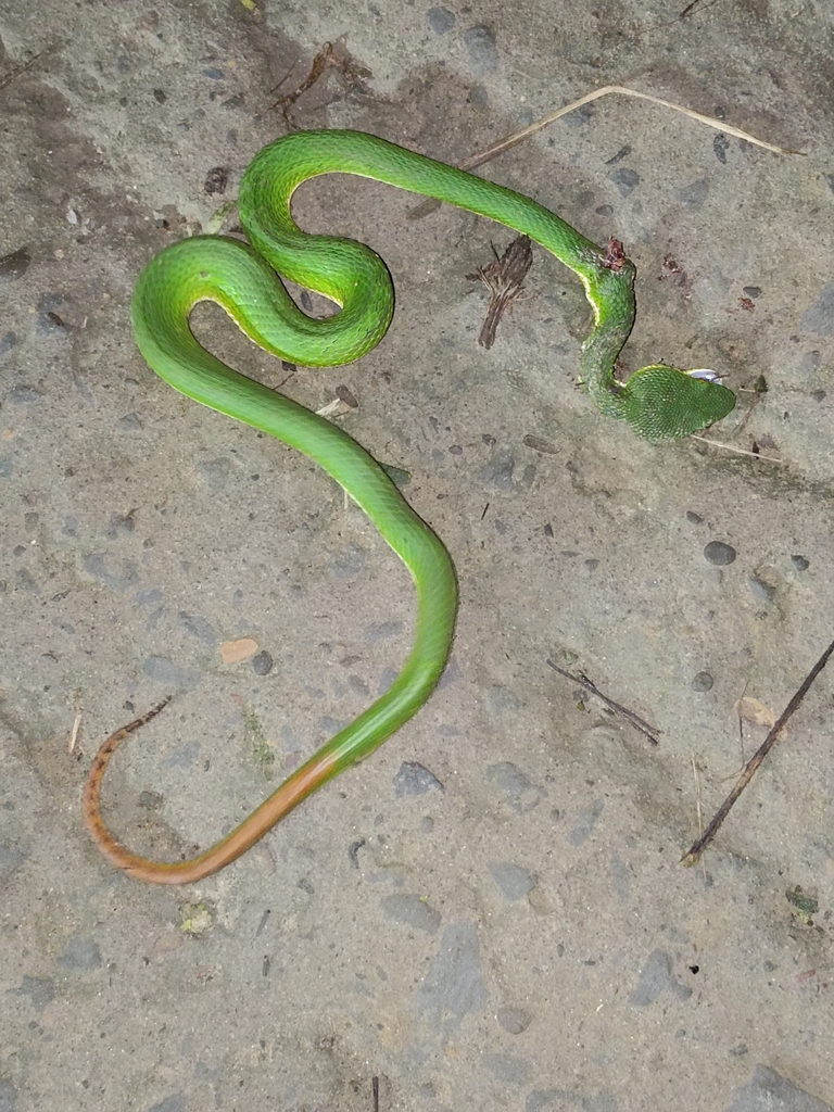 Spot-tailed Pitviper from Mizoram 796004, India on October 8, 2025 at ...