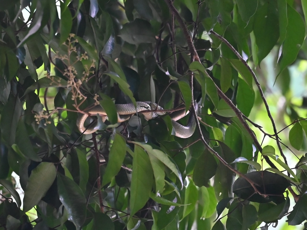 Green Cat Snake from G5X3+HM8, Meghalaya 794002, India on September 26 ...