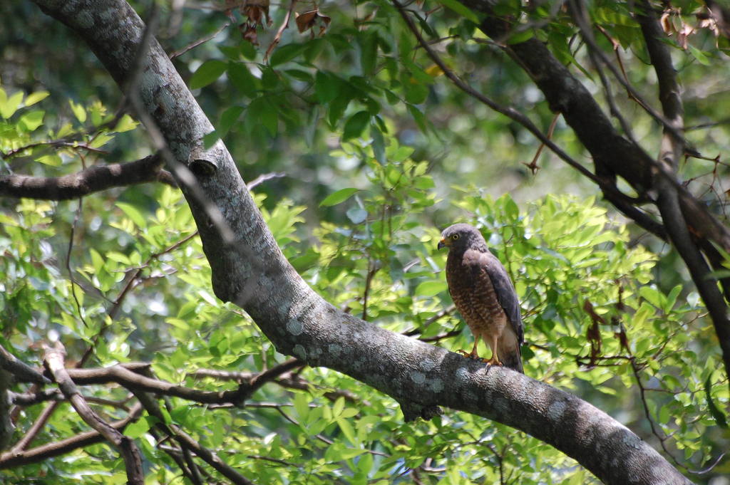 Roadside Hawk from Orange Walk District, Belize on August 28, 2016 at ...