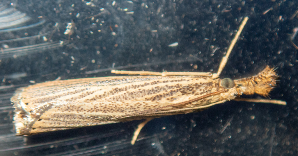 Vagabond Sod Webworm Moth from Sunset Trail, Blairsville, GA, US on ...