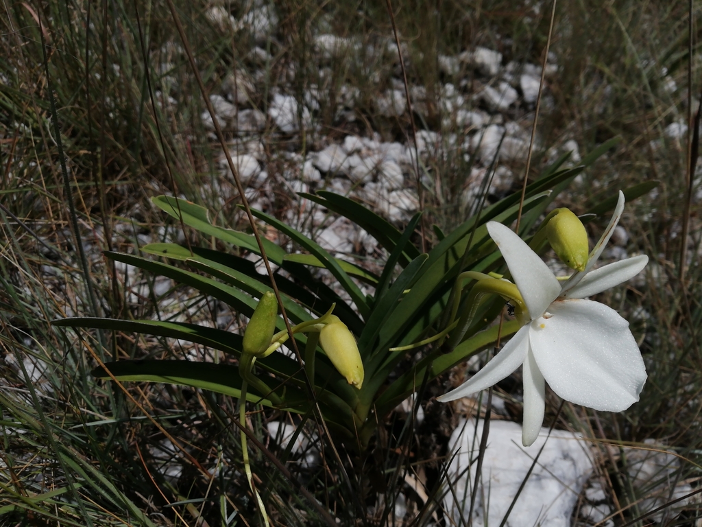 Angraecum protensum in December 2019 by Ramaro · iNaturalist