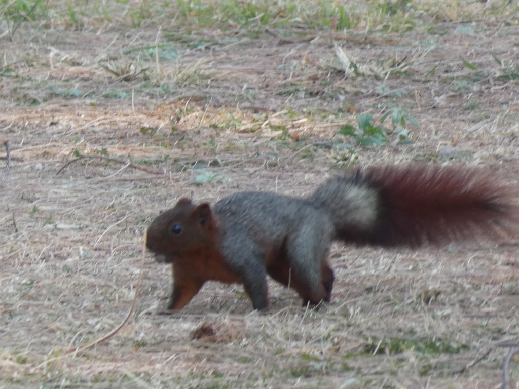 Finlayson's Squirrel (Callosciurus finlaysonii) - Know Your Mammals