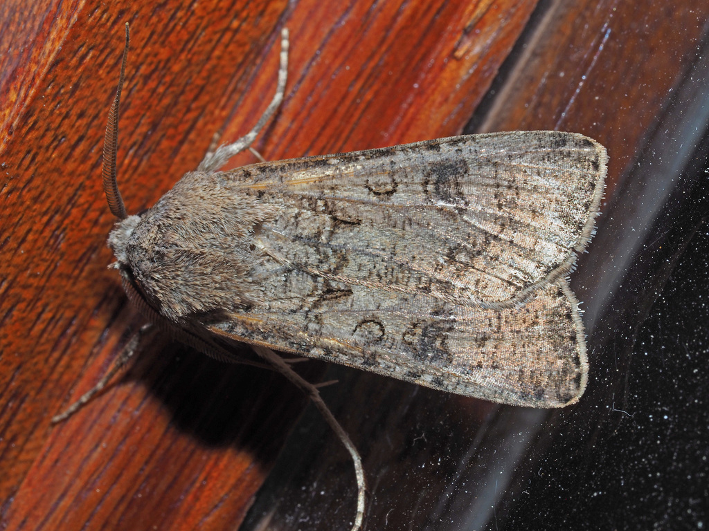 Turnip Moth from Stellenbosch, Cape Winelands, Südafrika on September ...
