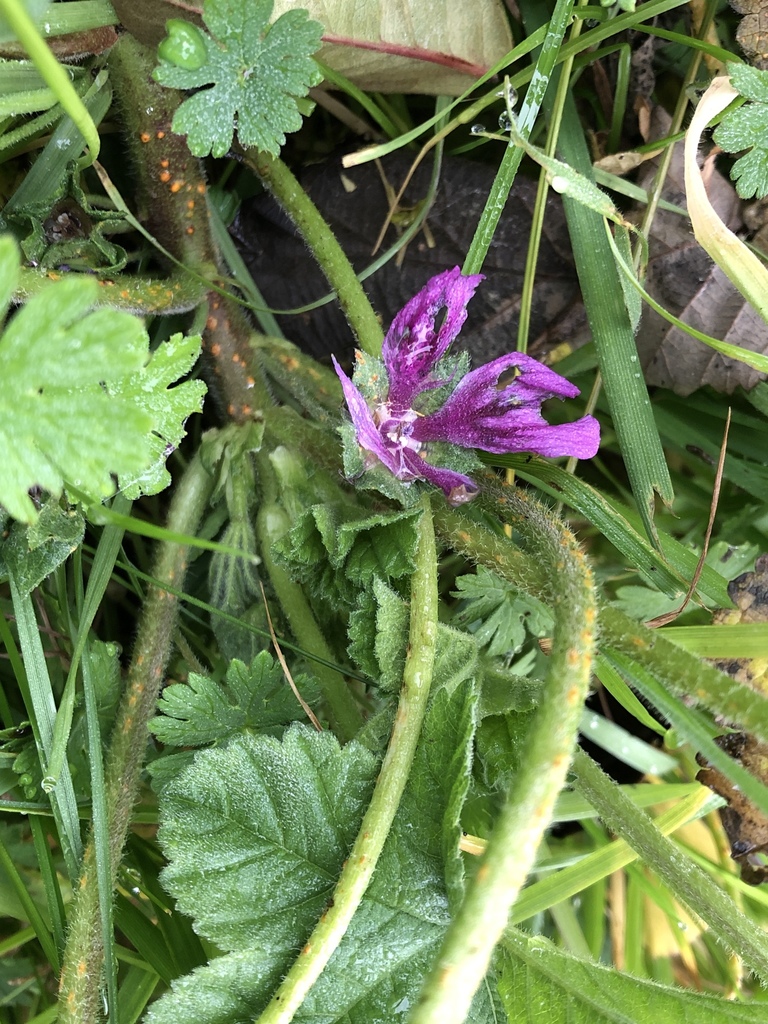 Common Mallow from Salmon Harbor Rd, Smith River, CA, US on December 10 ...