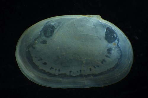 Genus Cymatioa · iNaturalist