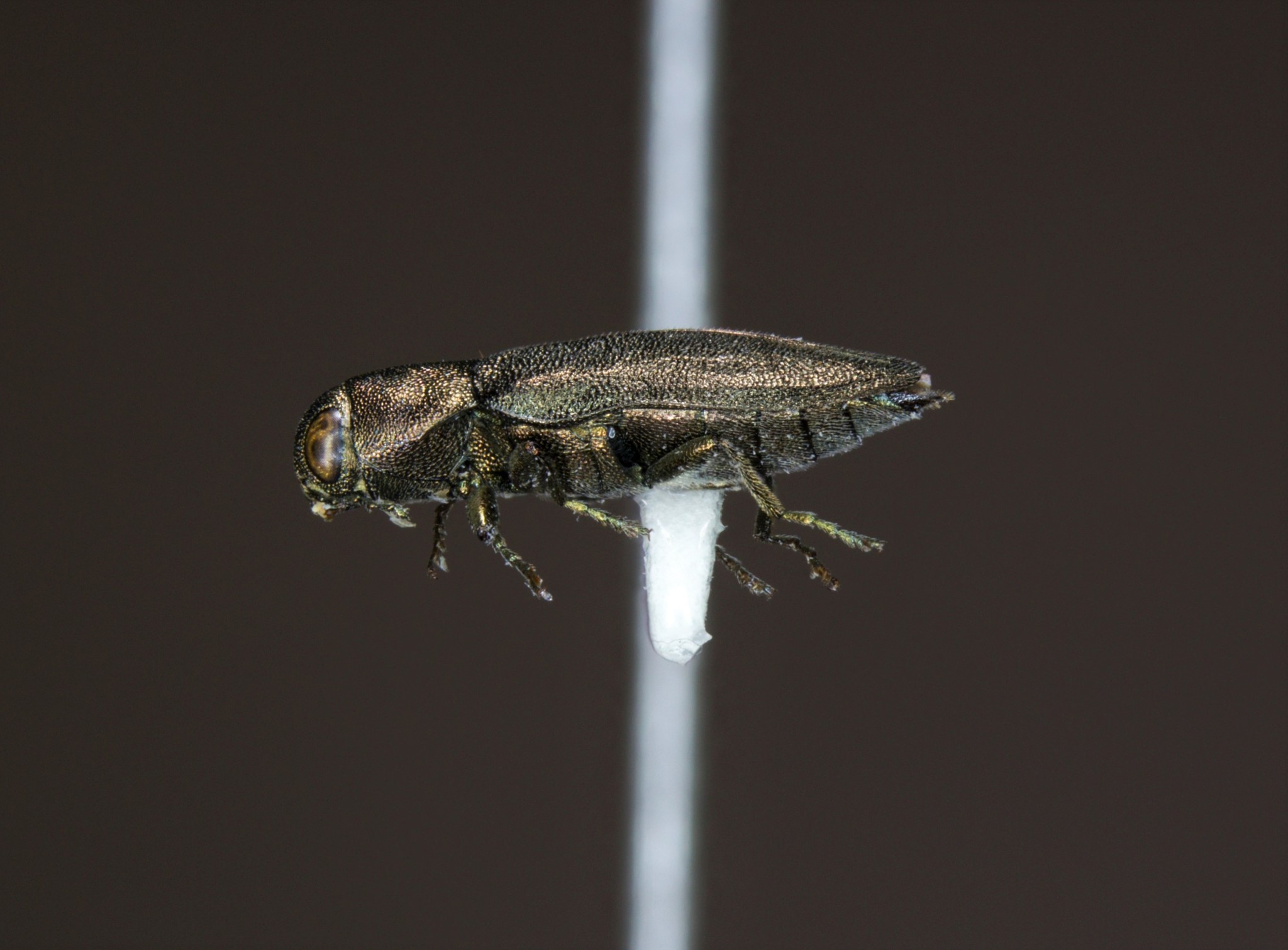 Phaenops aeneola (Melsheimer, 1845)