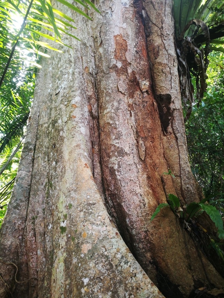 Ipil (Intsia bijuga) - Botanical Realm