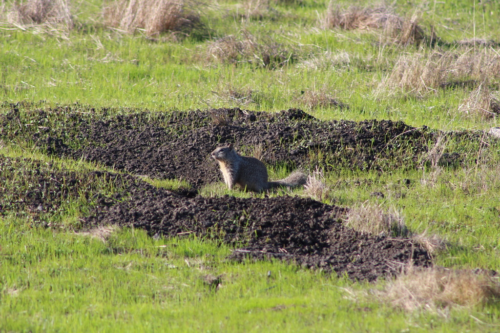 Patterson Ranch Fremont at Alexis Dawkins blog