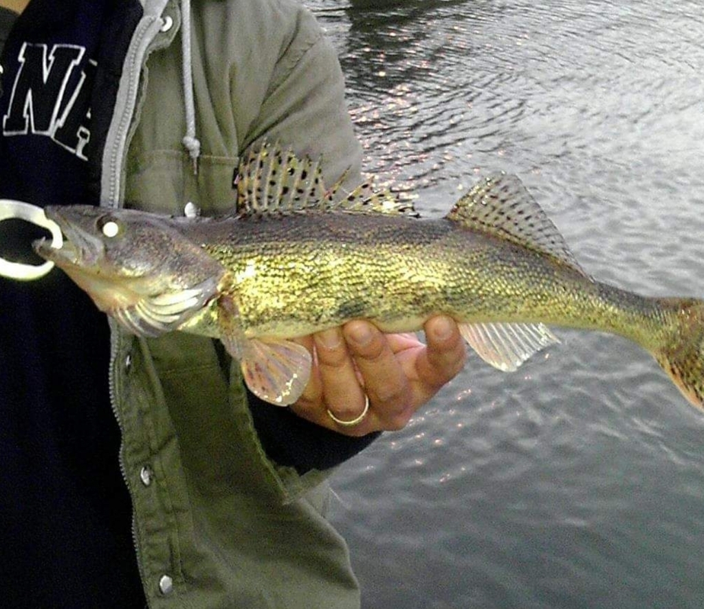 Pikeperches from Skiatook Lake on December 8, 2019 at 04:13 AM by ...