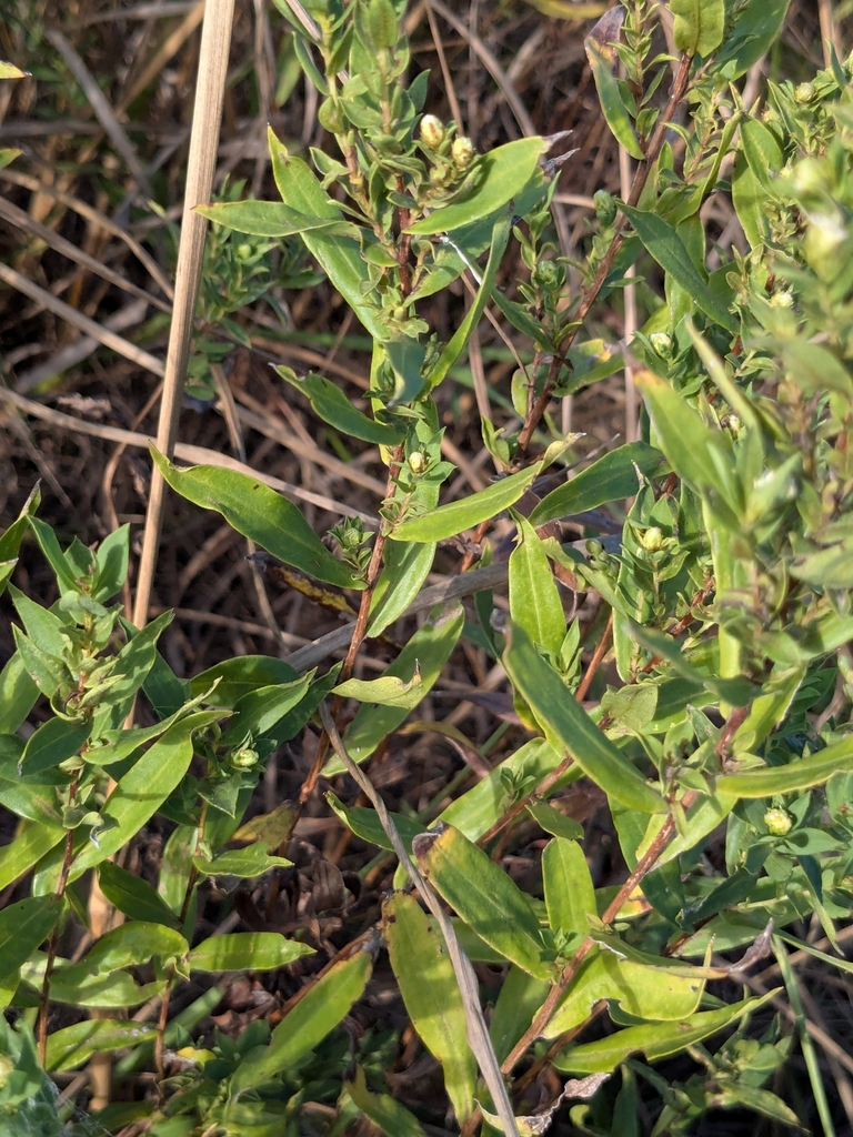 willowleaf aster from Hunt County, US-TX, US on October 9, 2025 at 10: ...