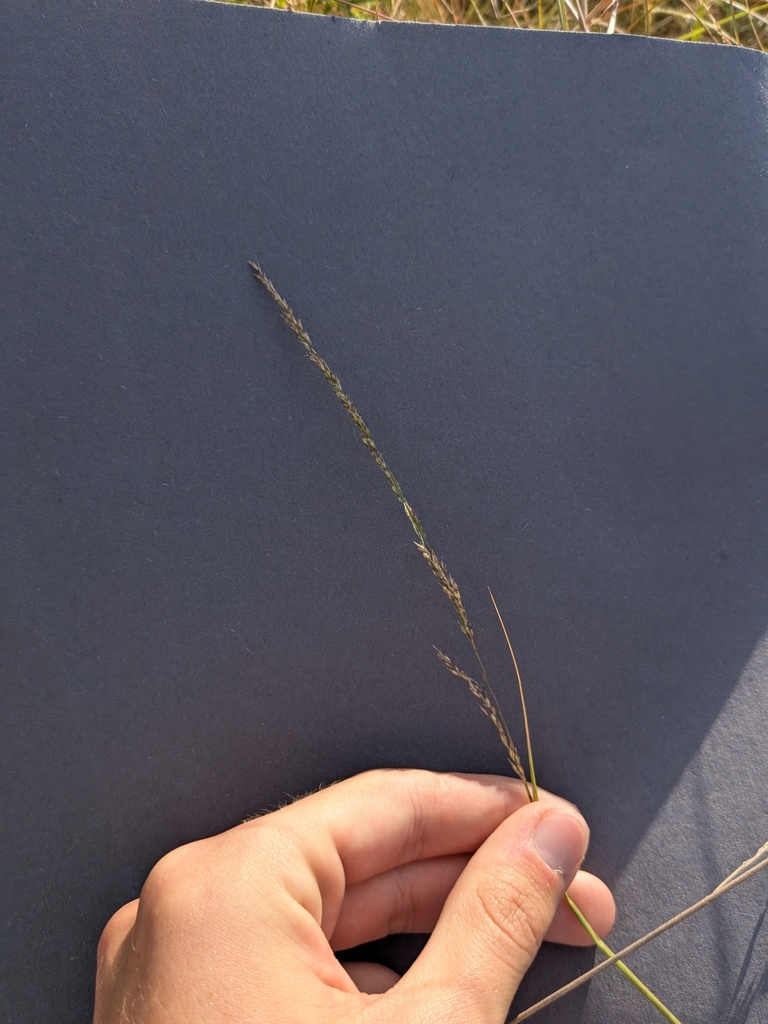 meadow dropseed from Hunt County, US-TX, US on October 9, 2025 at 09:42 ...