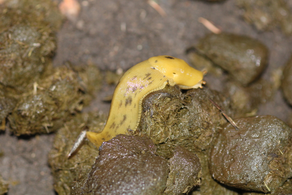 Button's Banana Slug from Olema Valley Trail, Olema Valley Trail ...