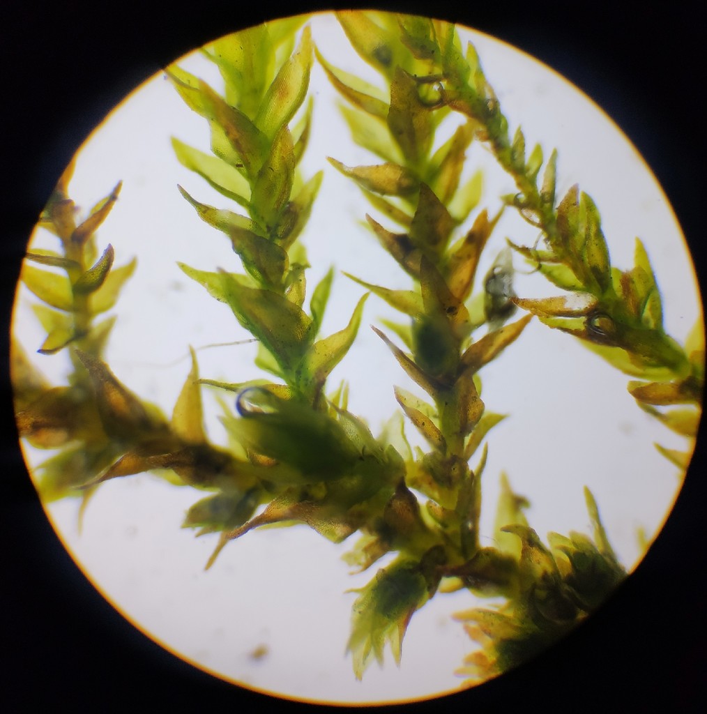 Constricted Feather-moss from Северо-Восточный административный округ ...