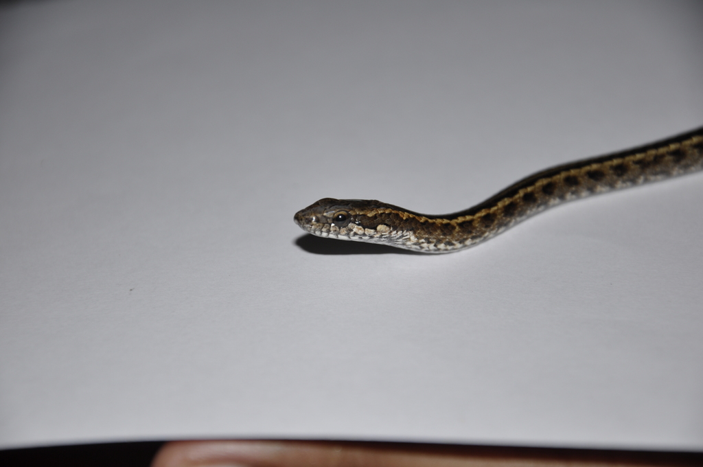Galápagos Racer (Pseudalsophis biserialis) - Snakes and Lizards